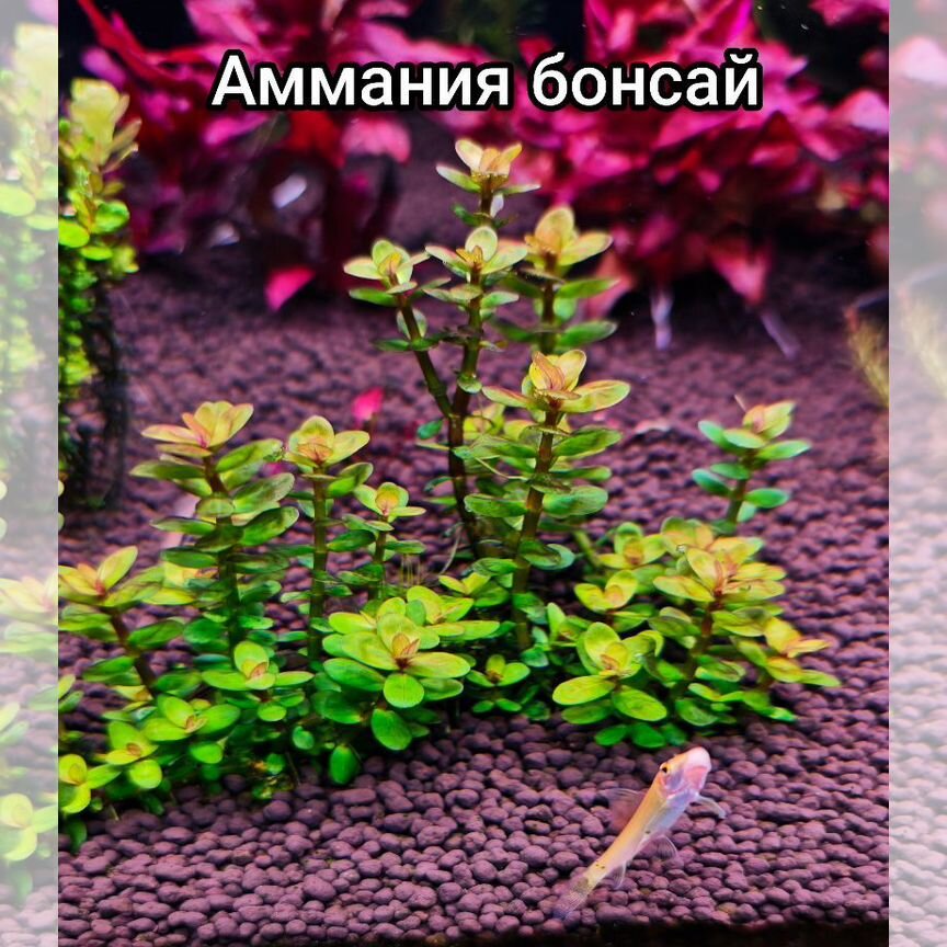 Аквариумные растения