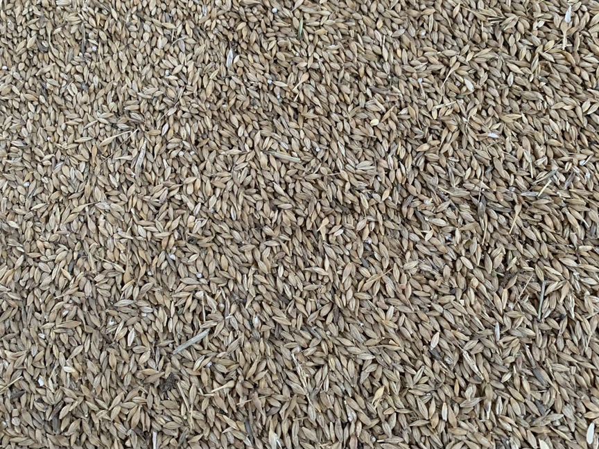 Зерно пшеница ячмень фураж