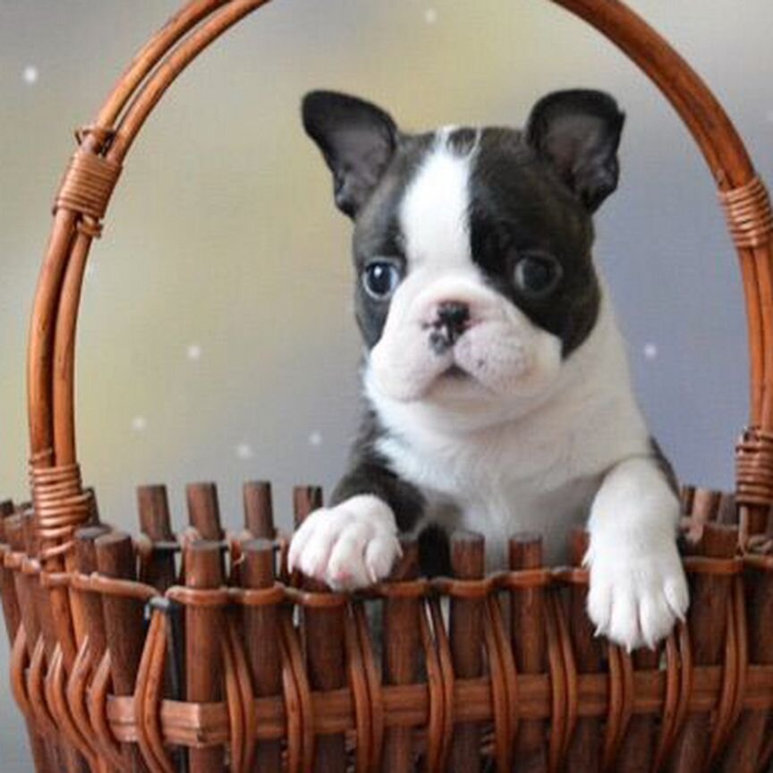 Бостон-терьер, щенок