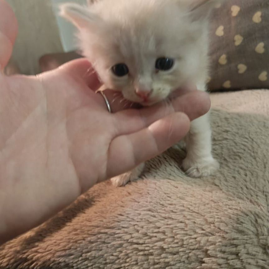 Маленькие пупсики