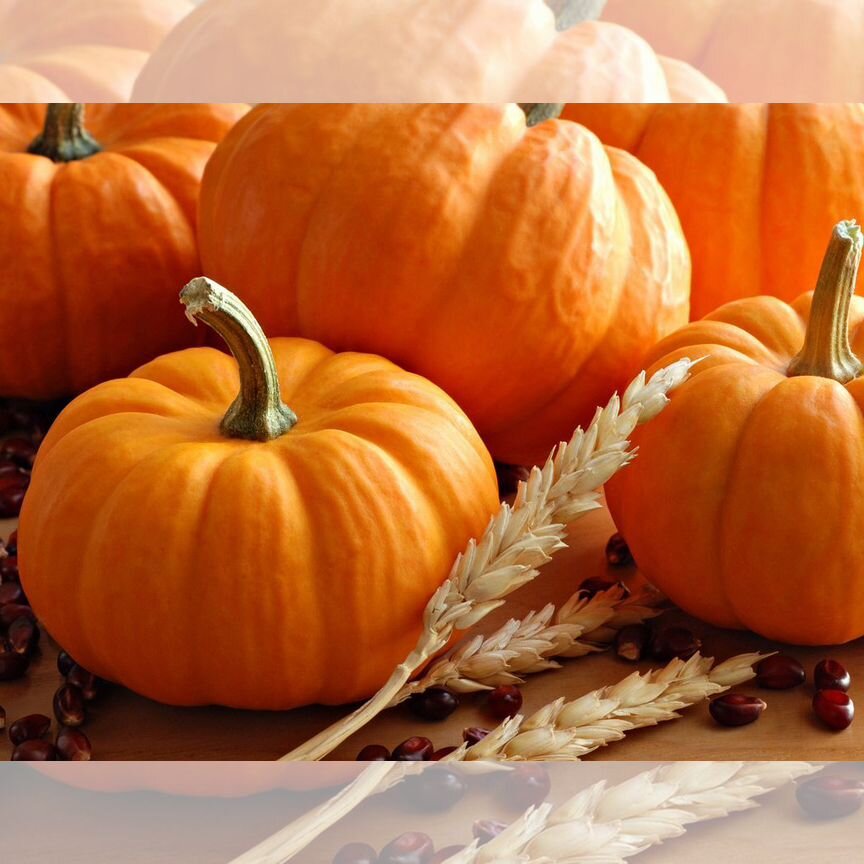 Тыква кормовая