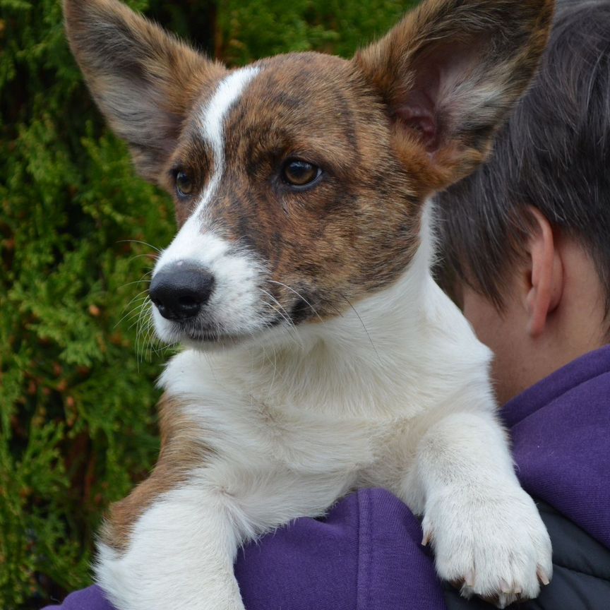Щенки вельш-корги девочки
