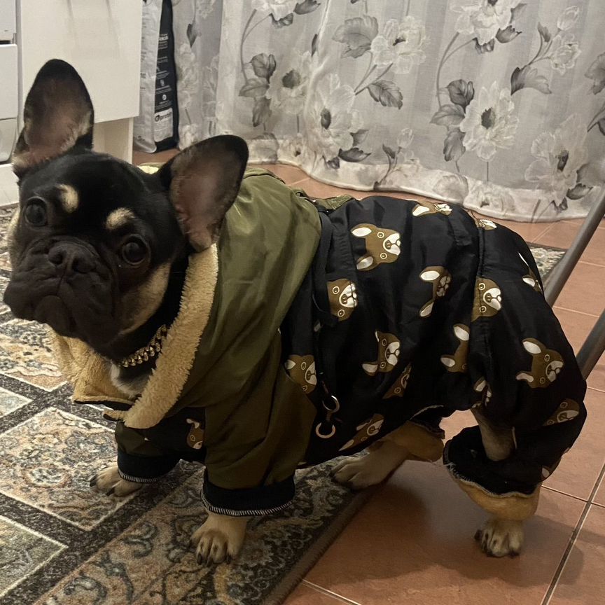 Французский бульдог, щенок