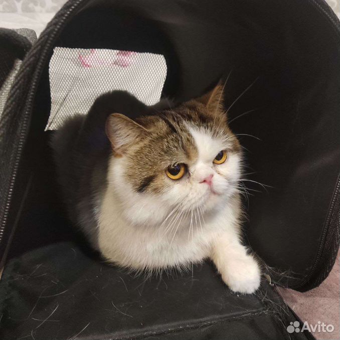 Кот экзот