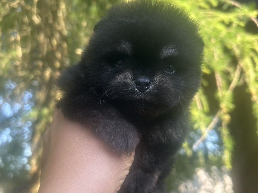 Померанский шпиц мини