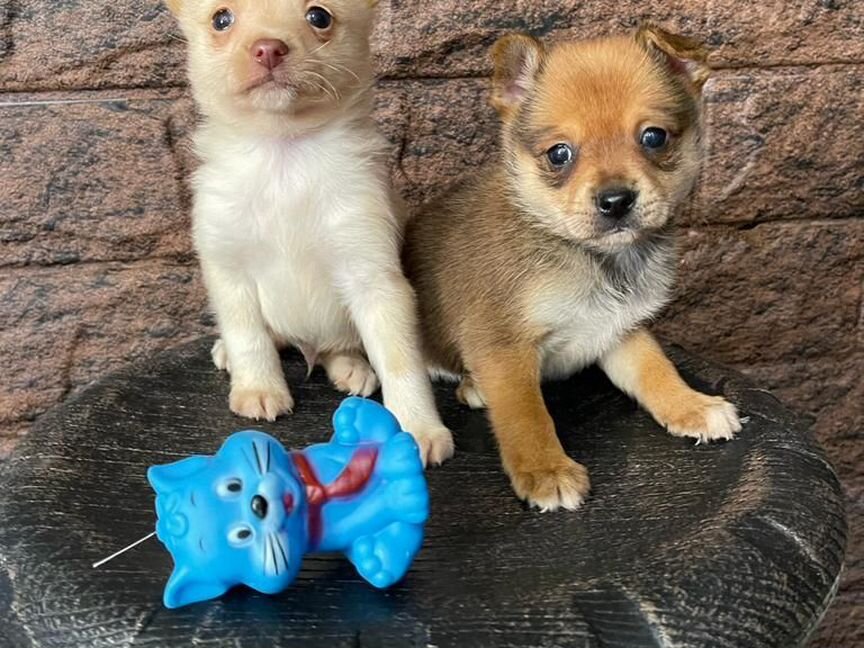 Щенки русский той-терьер