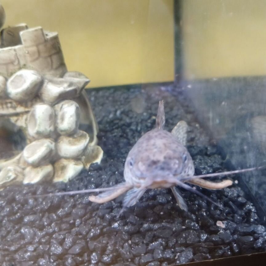 Сом таракатум