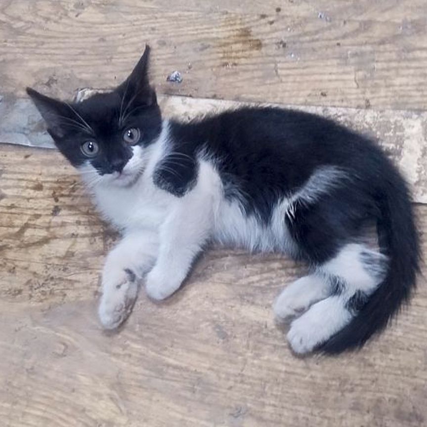 Котёнок в добрые руки