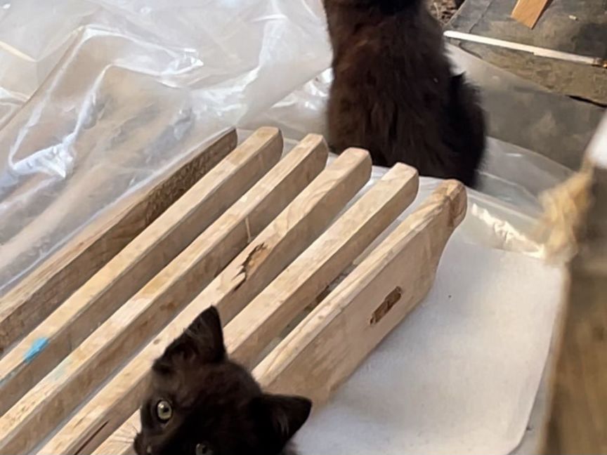 Котятам нужна помощь