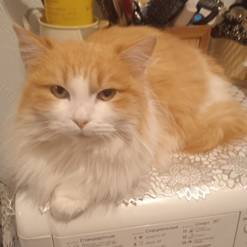 Красавец котик в семью