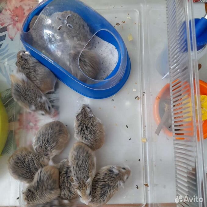 Хомяк роборовского