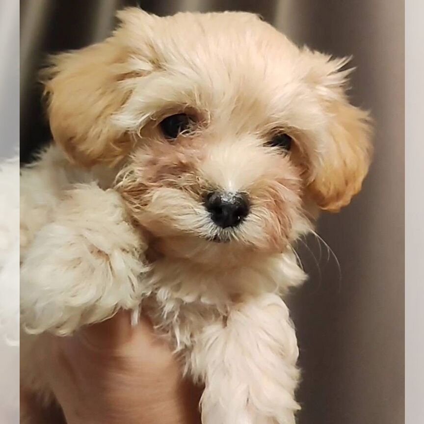 Мальтипу, щенок