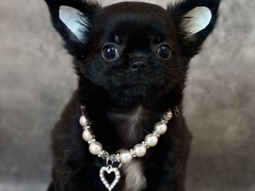 Чихуахуа, черная орхидея