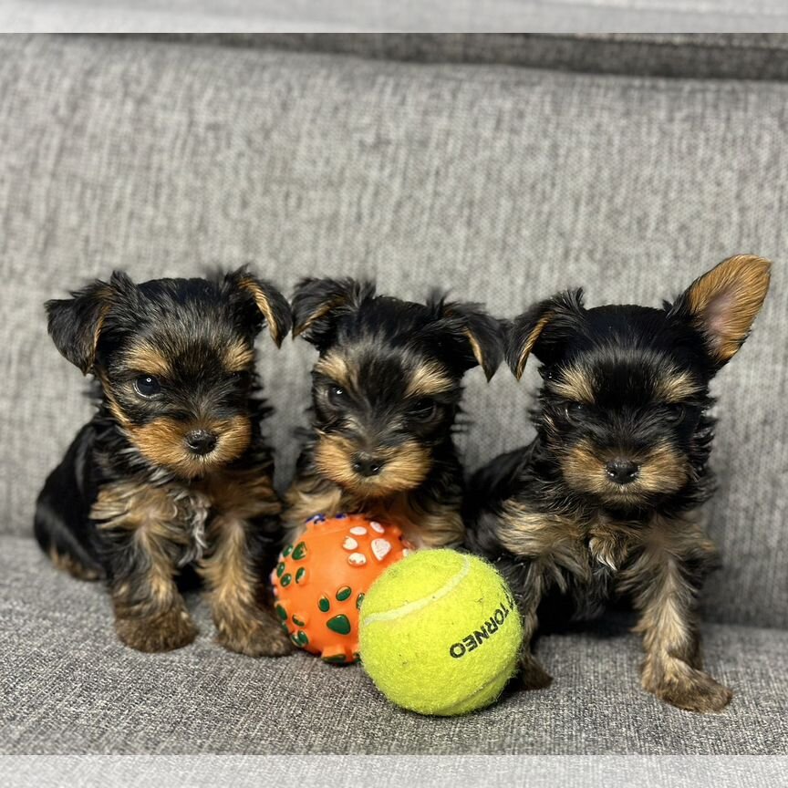 Йоркширский терьер, щенок