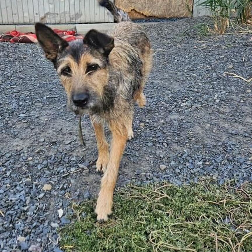 Черри ищет дом