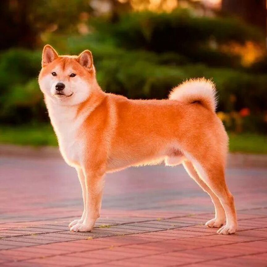 Сиба Ину щенок