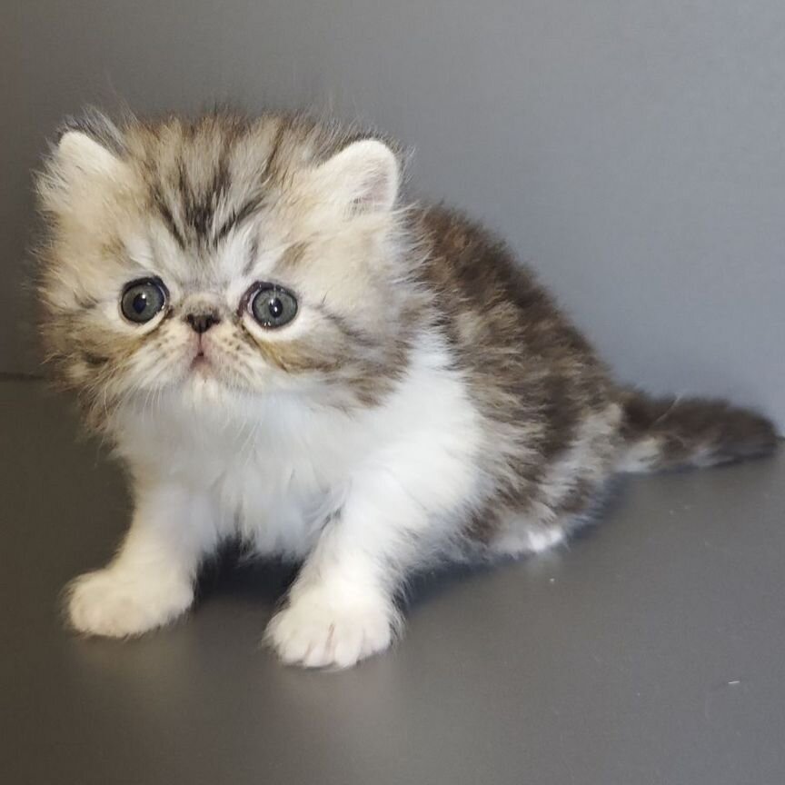 Экзотический короткошёрстный котёнок