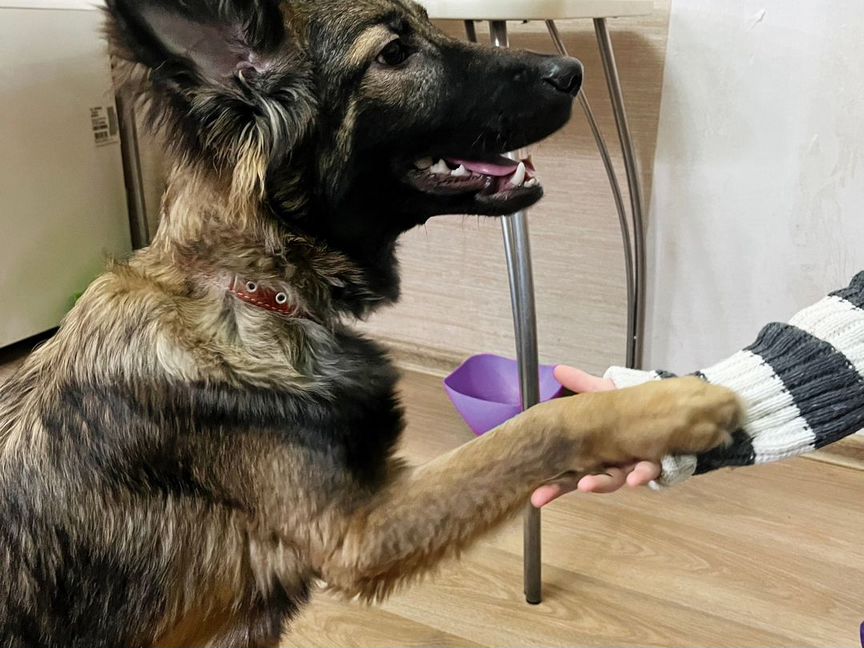 Щенок-подросток ищет семью