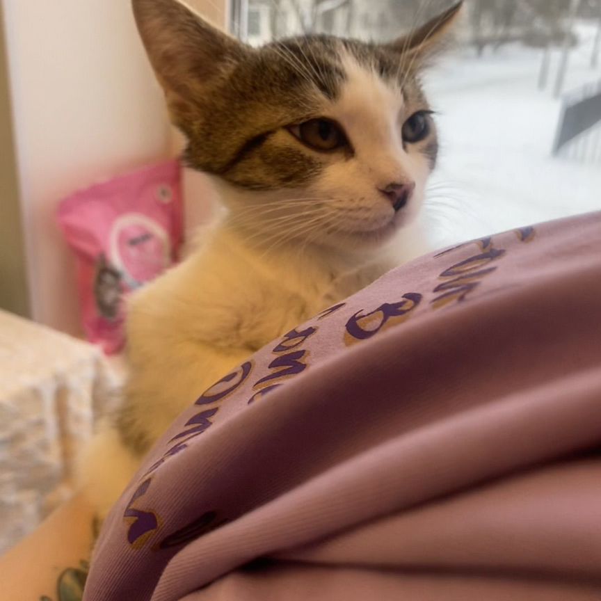Котенок Марсик в дотрые руки