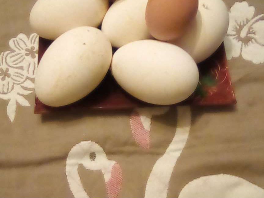 Яйцо от своих гусей,куриц,гусиный жир топленый