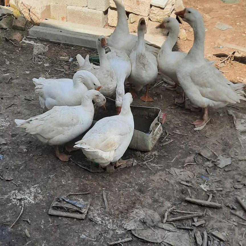 Гуси Линда цена