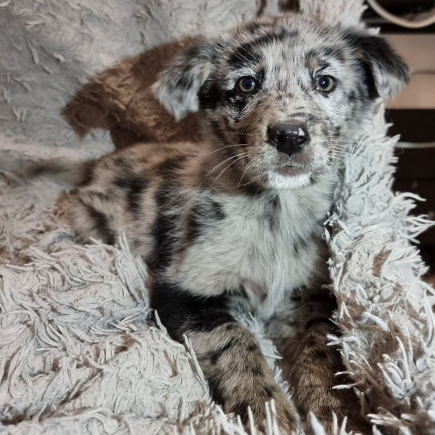 Щенок в добрые руки