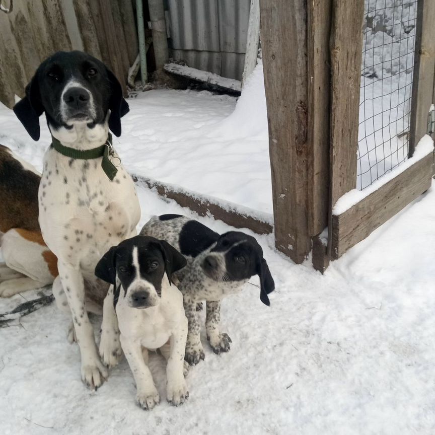 Щенок от частного владельца