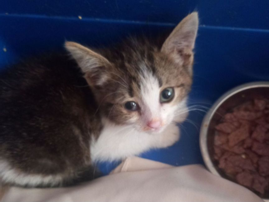 Котёнок в добрые ручки