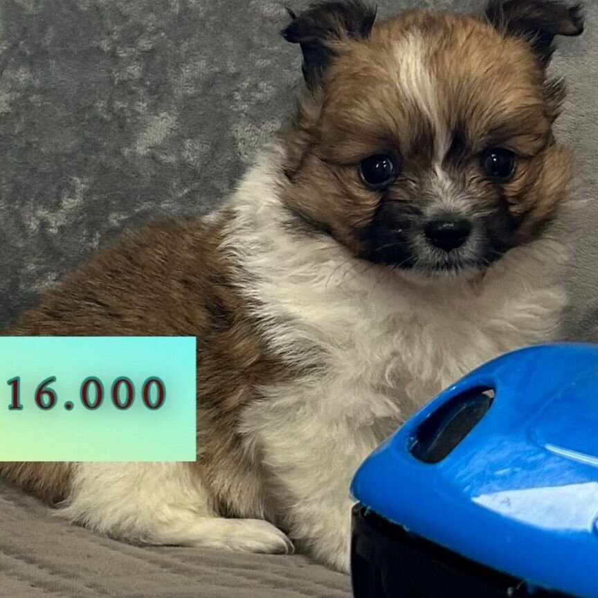 Померанский шпиц, щенок