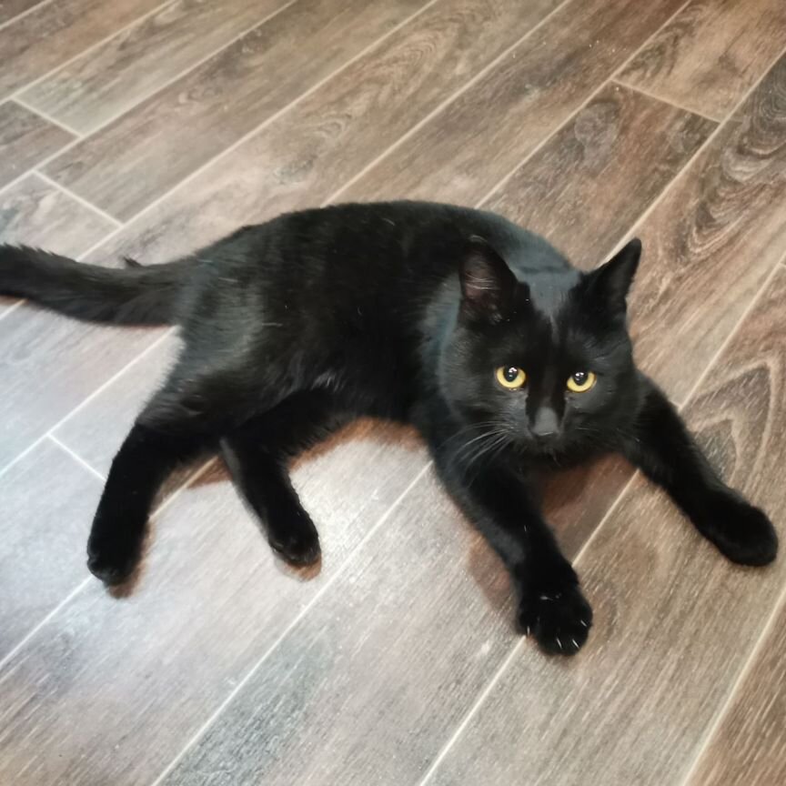 Кот