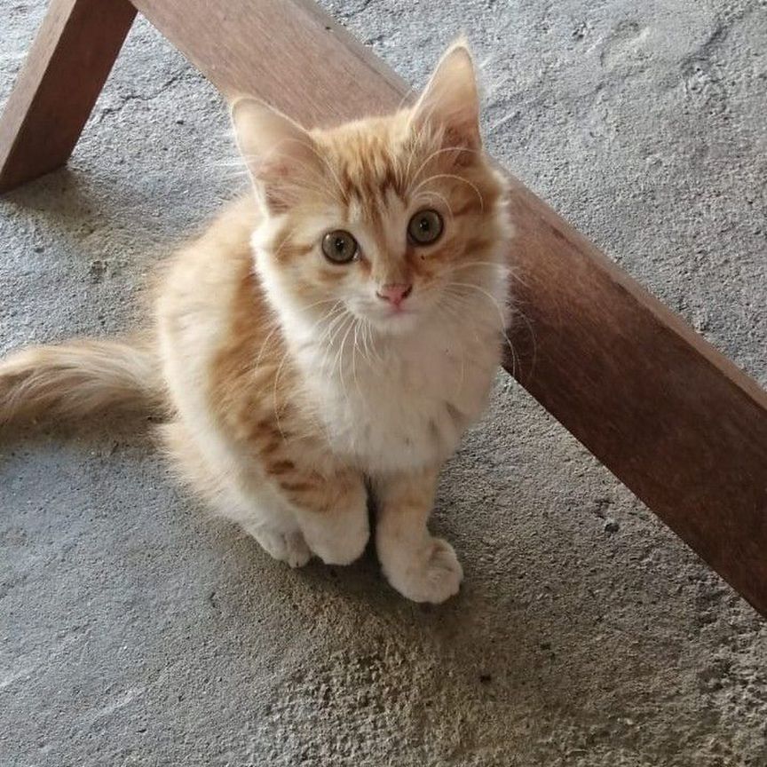 Котята 3 мес бесплатно