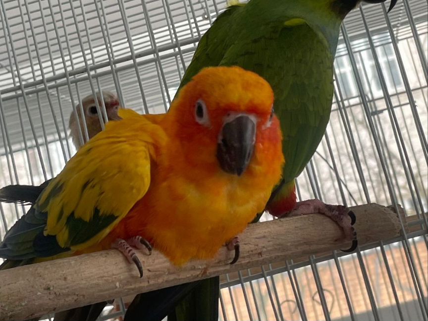 Попугай аратинга