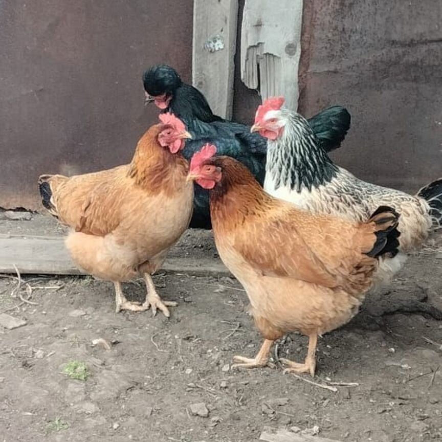 Куры домашние