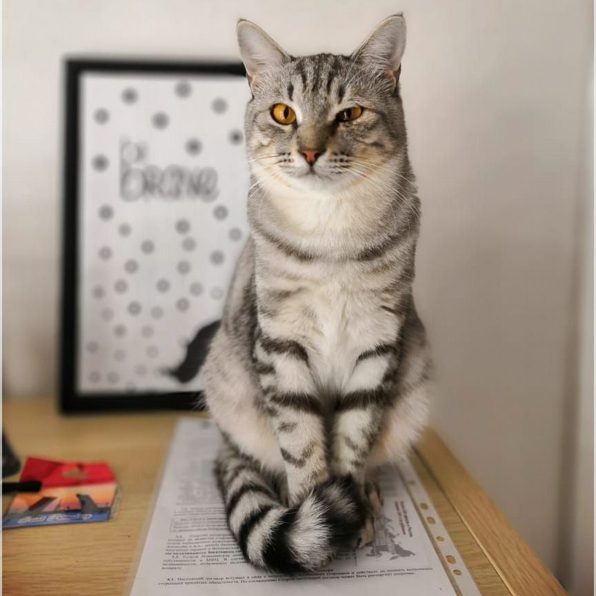 Котопес