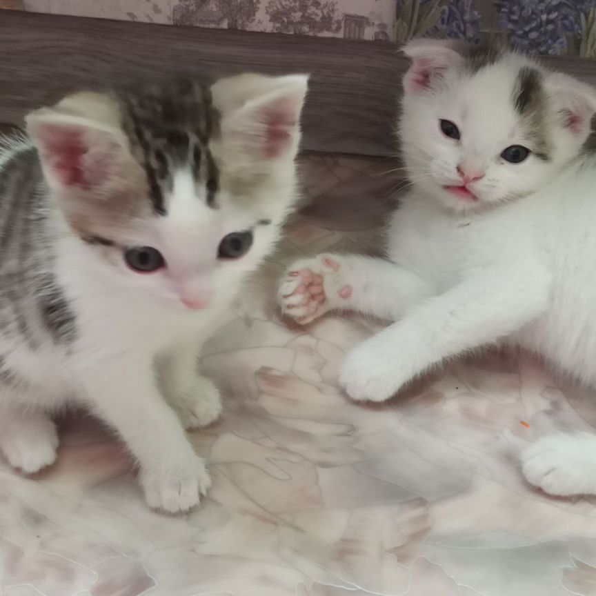 Котята от кошки- мышеловки
