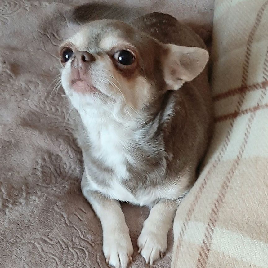 Чихуахуа, взрослая собака