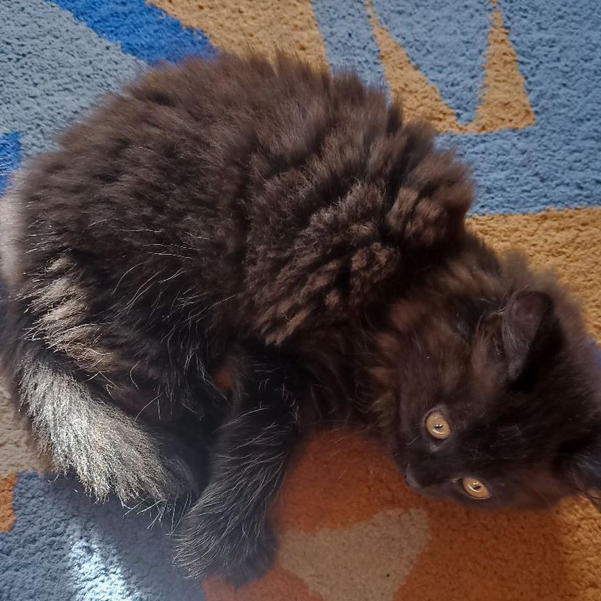 Котята в добрые руки бесплатно девочка