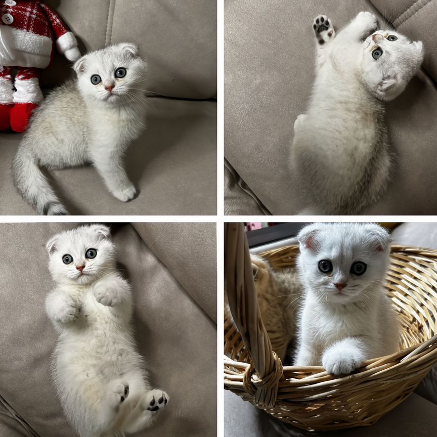 Шотландский вислоухий короткошёрстный котёнок
