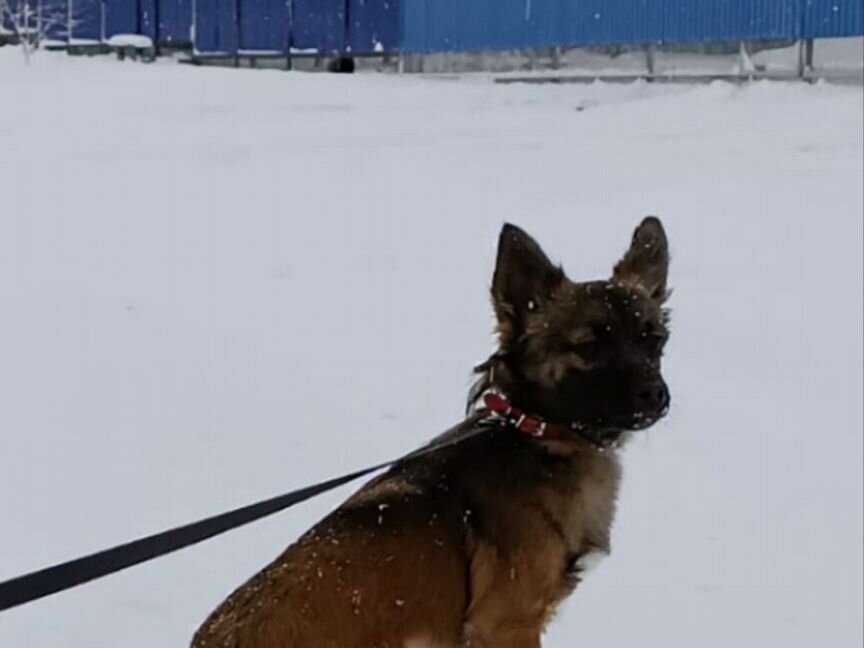 Собака маленькая