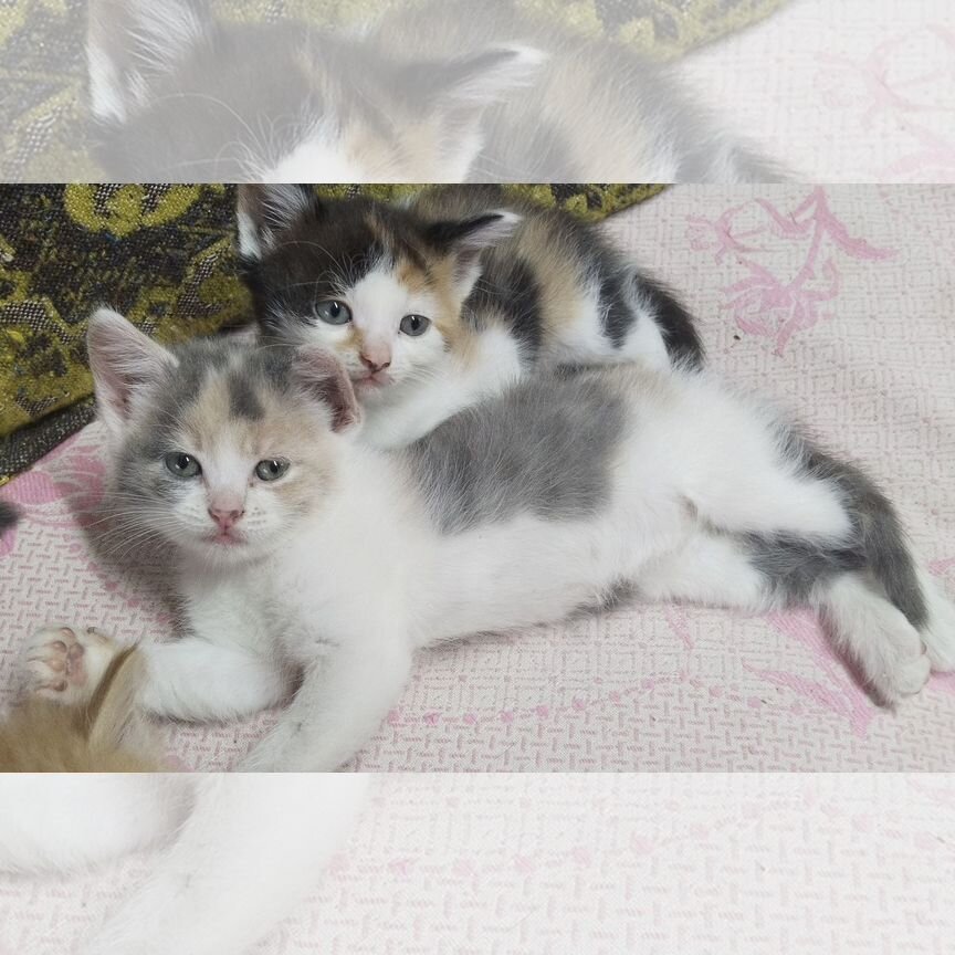 Отдам котят в добрые руки