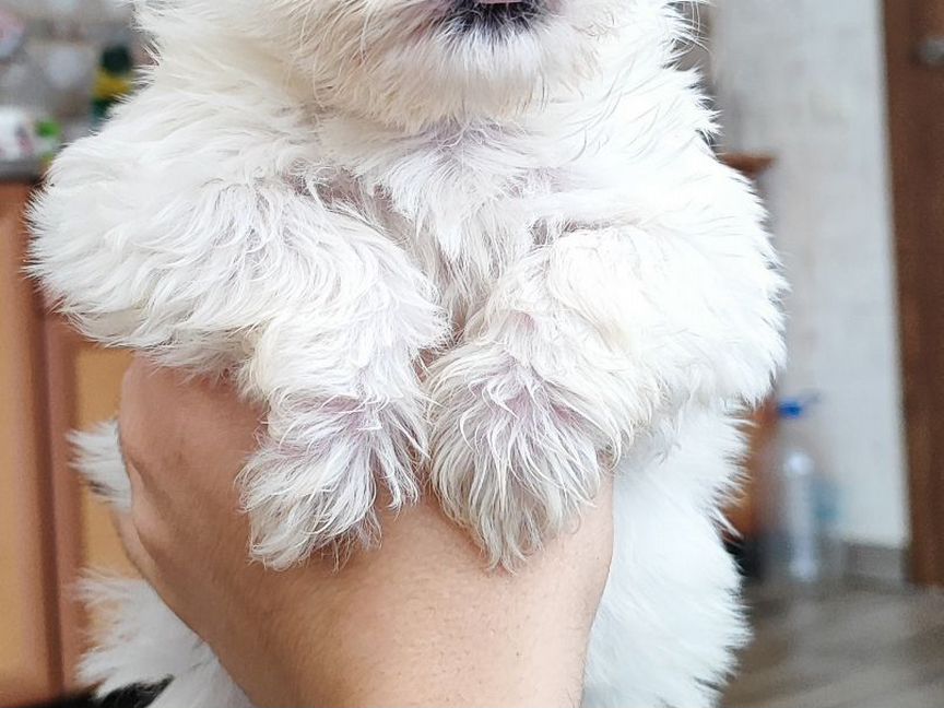 Йоркширский терьер щенки