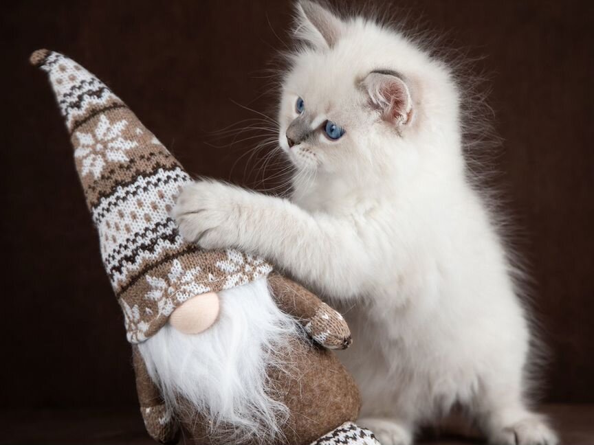 А у нас котята есть )