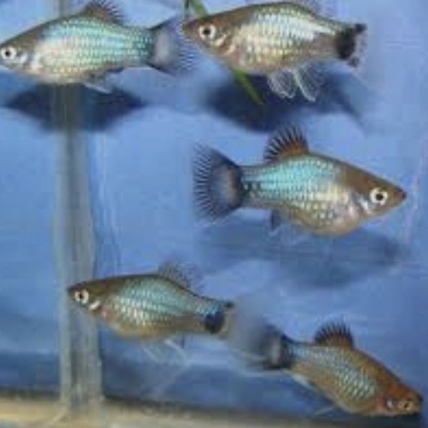 Пицилия Мики Маус голубой