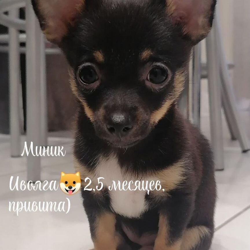 Тойчик мини