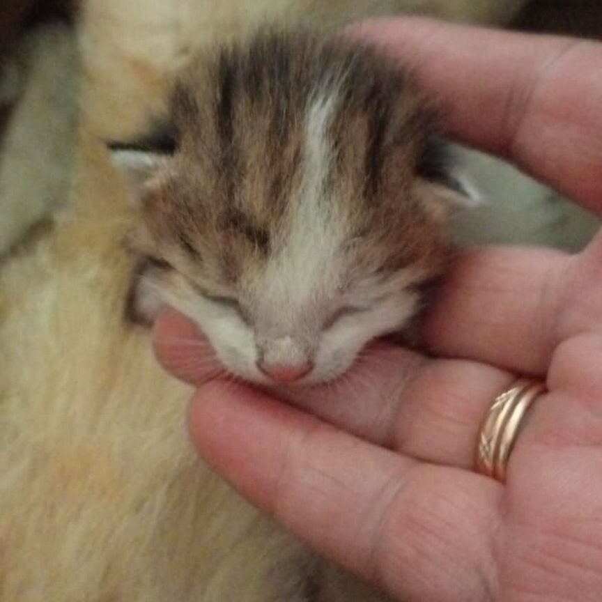 Котята в добрые руки бесплатно