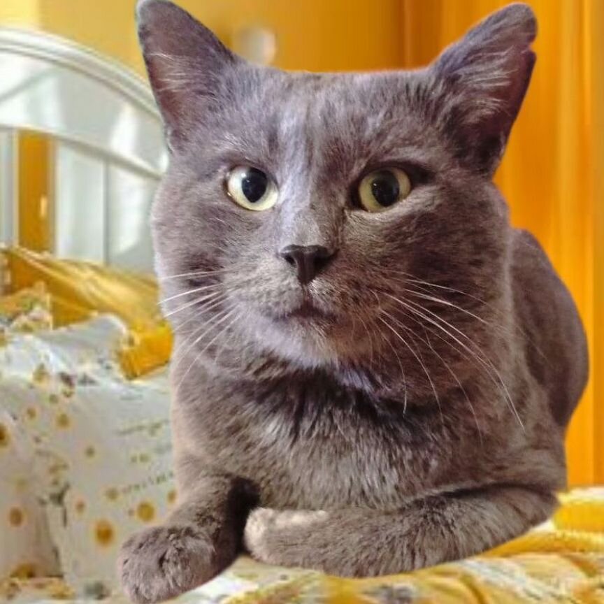 Русский голубой, взрослый кот