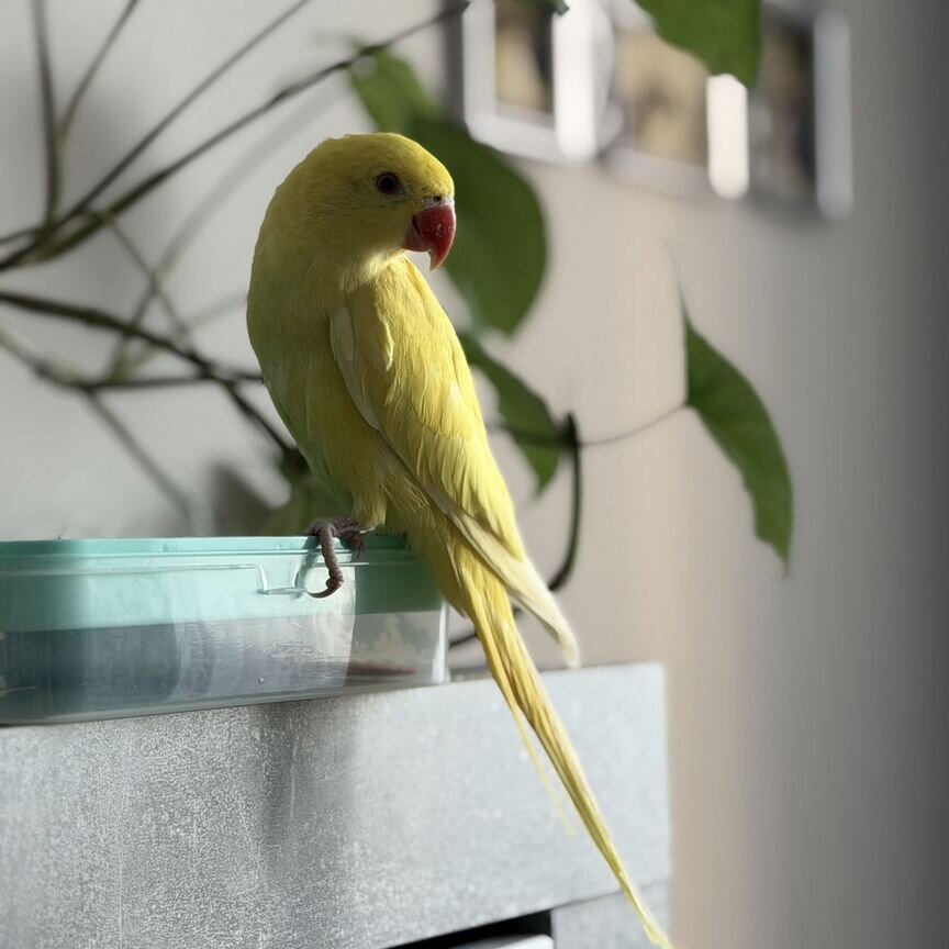 Ожереловый попугай ручной