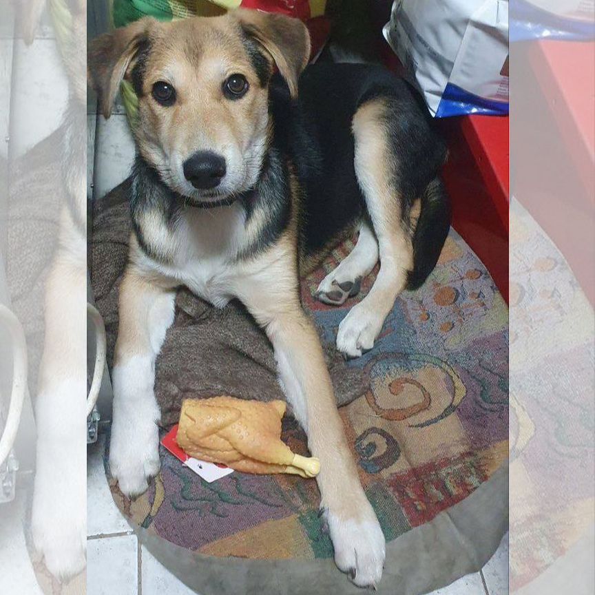 Это твой щенок