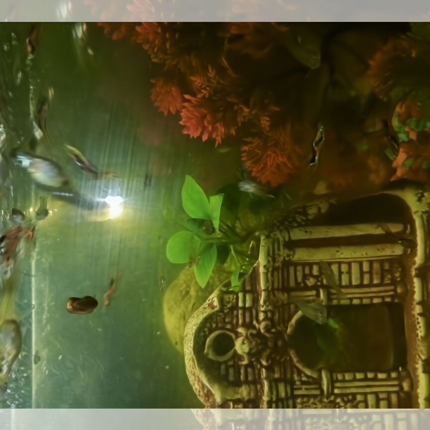 Мальки гуппи