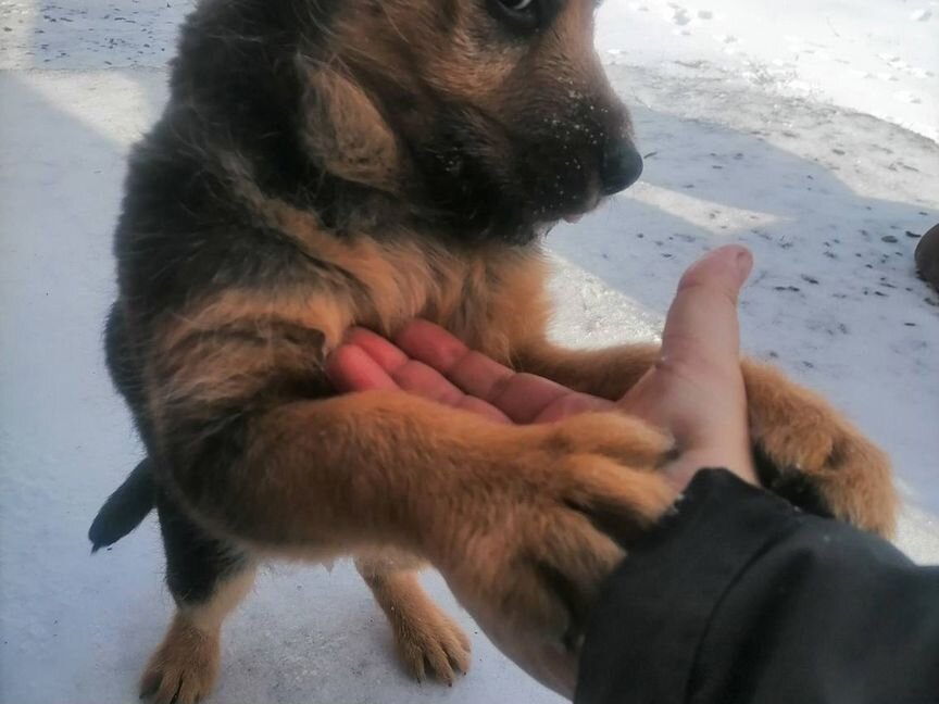 Отдам в хорошие руки щенка